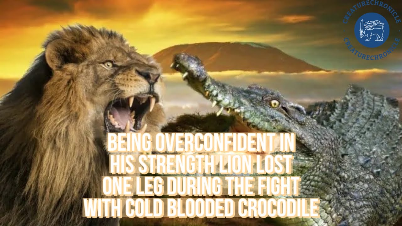 Being Overconfident in His Strength Lion Lost One Leg During the Fight ...