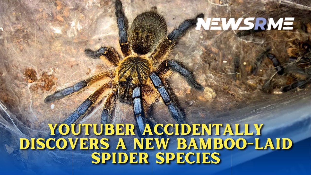 YouTuber accidentally discovers a new bamboo-laid spider species | US ...