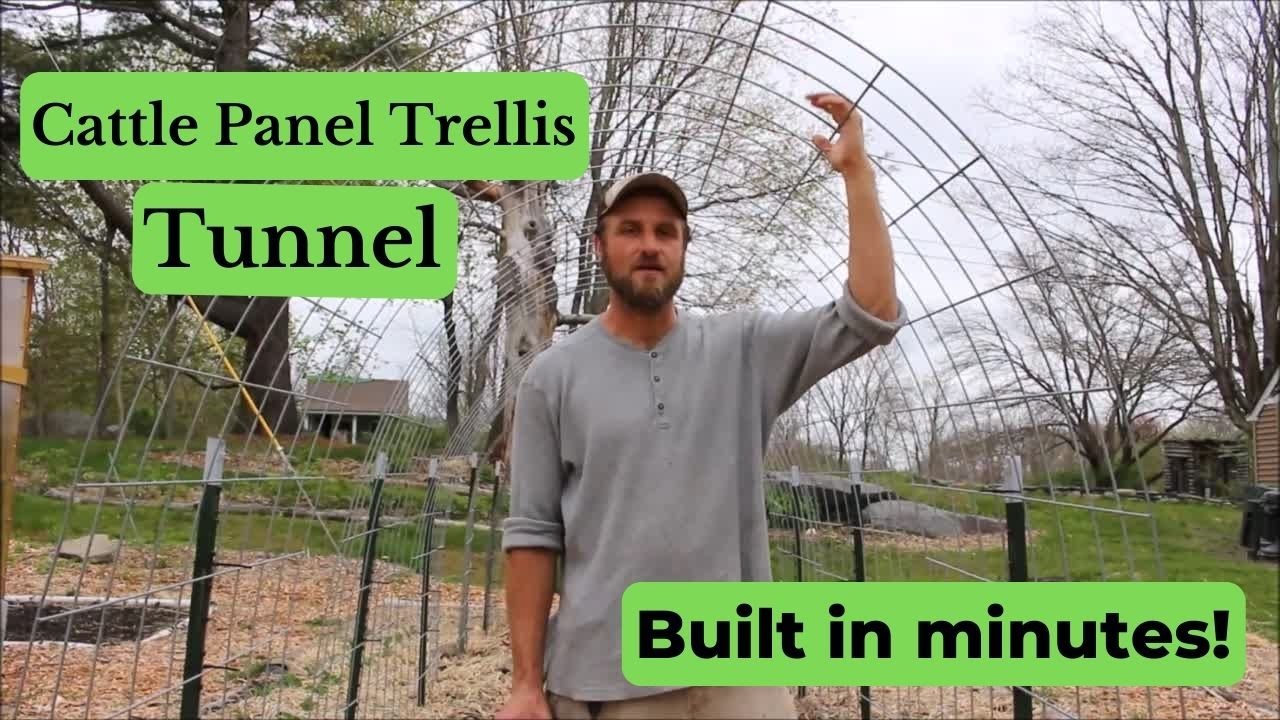 BUILD a cattle panel trellis TUNNEL in MINUTES! - YouTube
