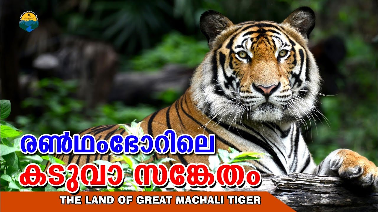 close encouter of tiger|Rathambore tiger reserve safari Malayalam ...