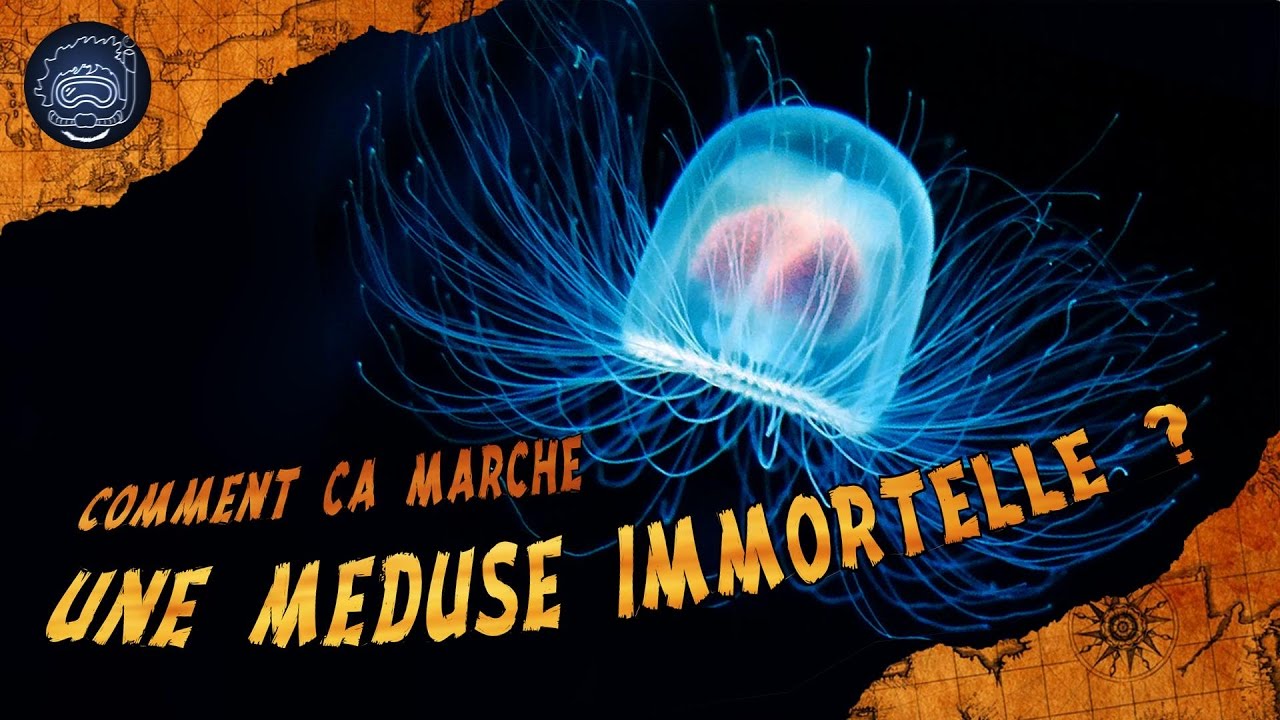 Quels sont les secrets des méduses immortelles ? - CURIOCEAN #10 - YouTube