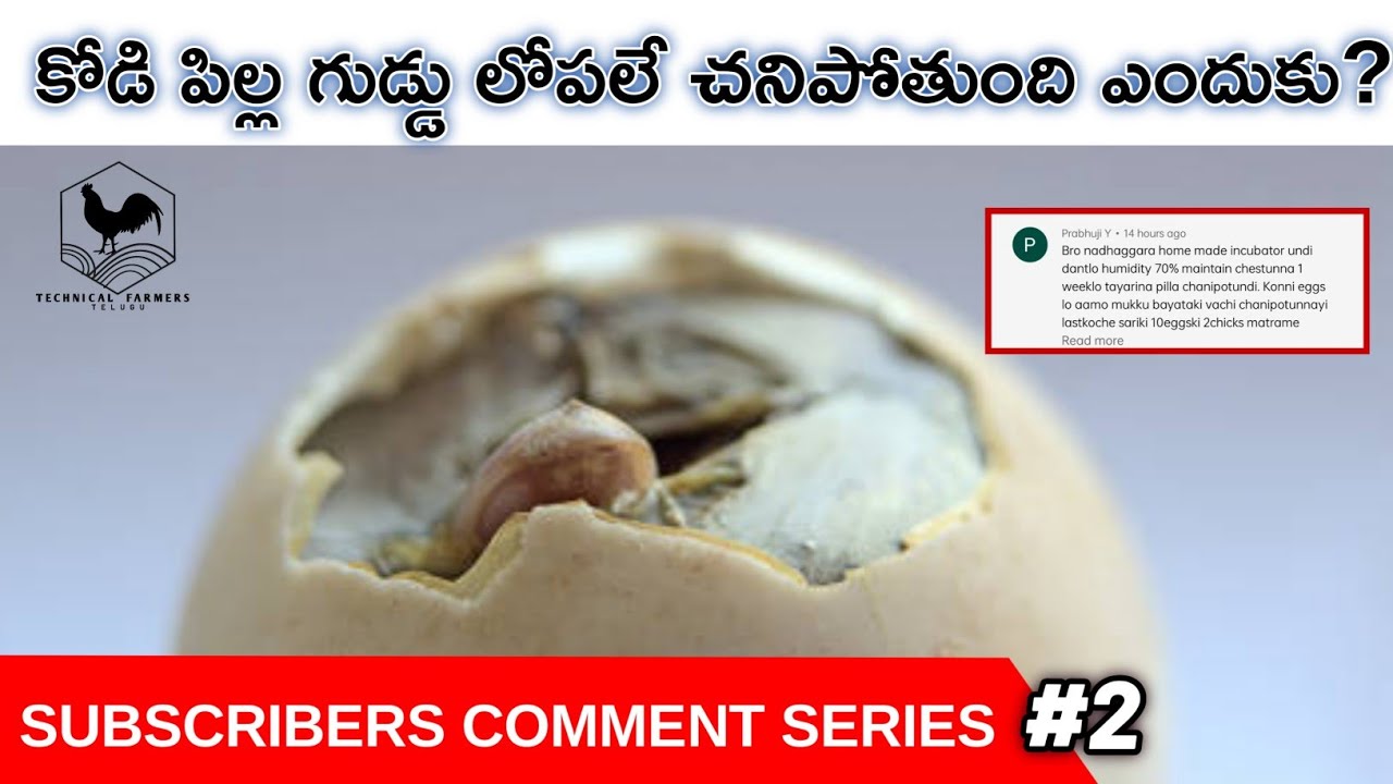 Why Chick fails to break egg | Hatching Chick problems | - YouTube