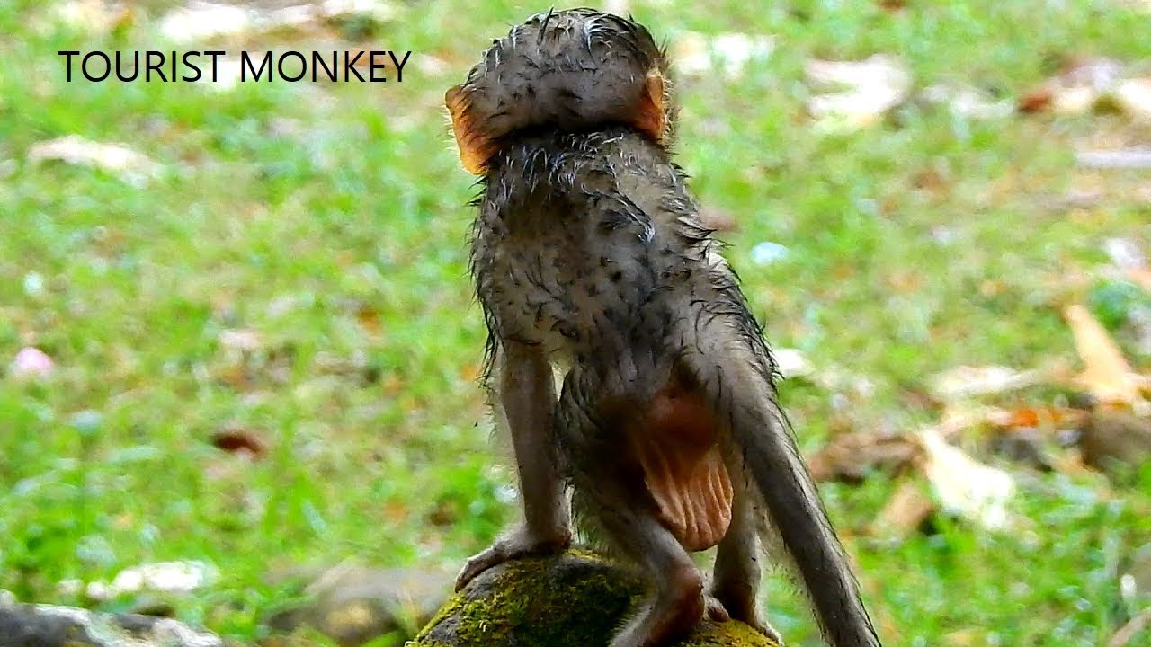 Very wet newborn monkey, Very cute newborn baby monkey, look so ...
