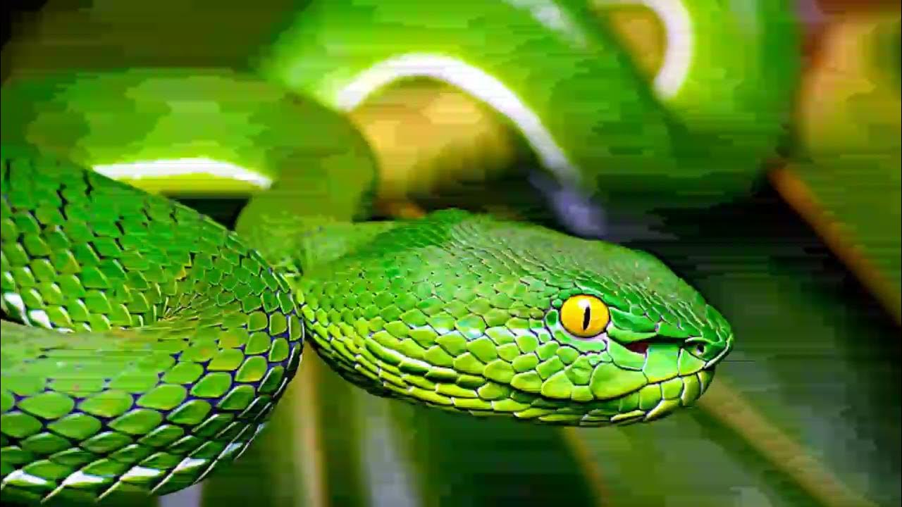 Genesis 3:8-15 | God Confronts Adam And Eve | Lectionary bible reading ...