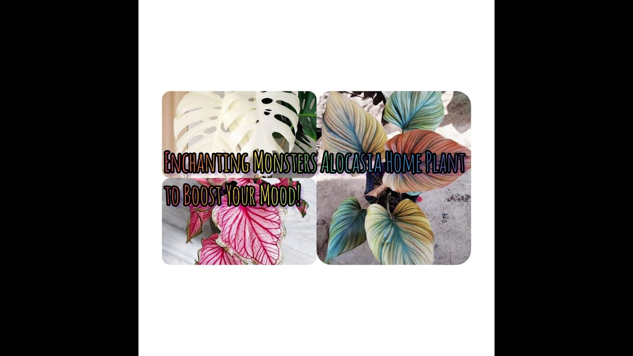 Popular Monstera Alocasia Elephant Ear Home Plant for Charming Interior ...