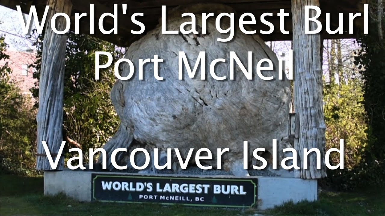 World's Largest Tree Burl (Old Growth Burl) - Port McNeil, Vancouver ...