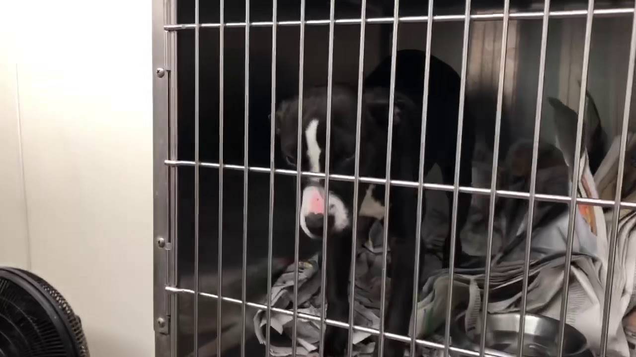 Bubba Duke puppy - YouTube