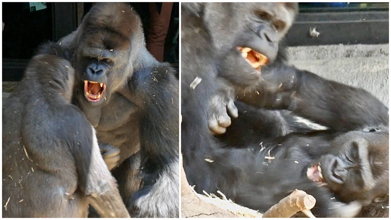 Silverback Gorilla Playing With His Son - YouTube