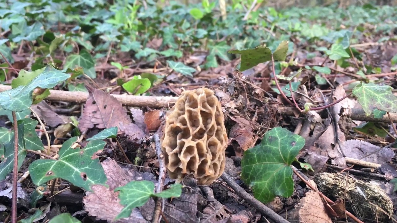 Le Prime Morchelle 2018 - YouTube