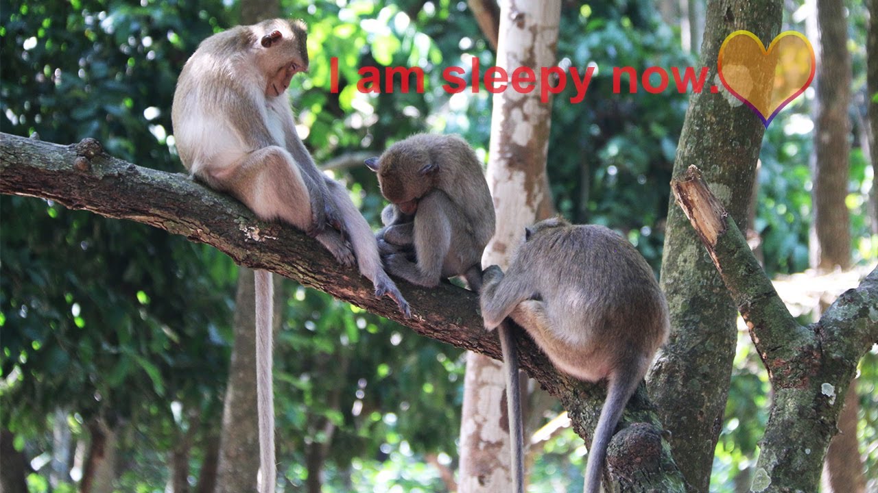 How monkey sleep well. This is a peaceful natural place for sleeping ...