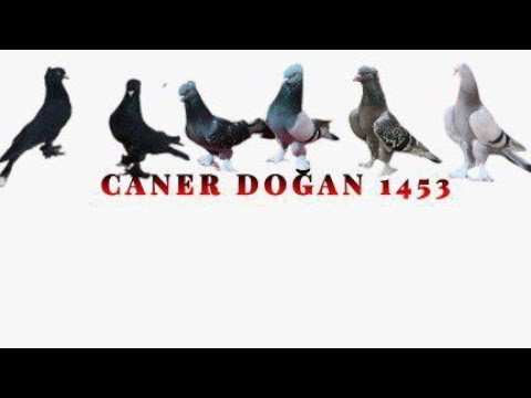 🧿EFSANE OYNAYAN BEYAZ PERCEMLİ DİŞİNİN SAHİBİ İSMAİL KARAGÖZ ABİM MİSAFİRİMİZ OLDU 👍👍