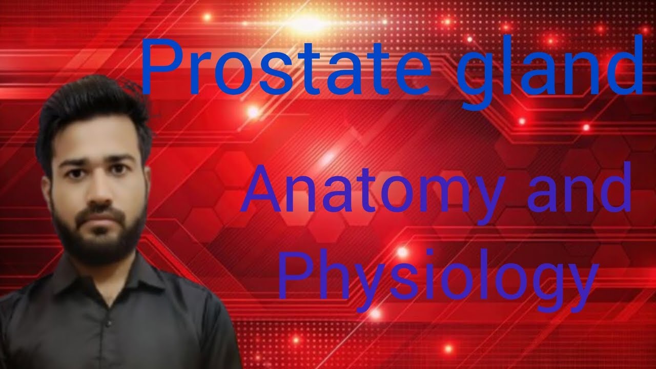 Prostate gland structure and their function - YouTube