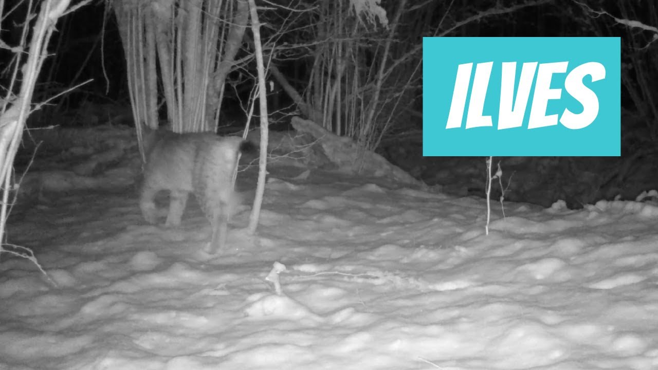 Ilves (Lynx lynx; Eurasian lynx) - YouTube