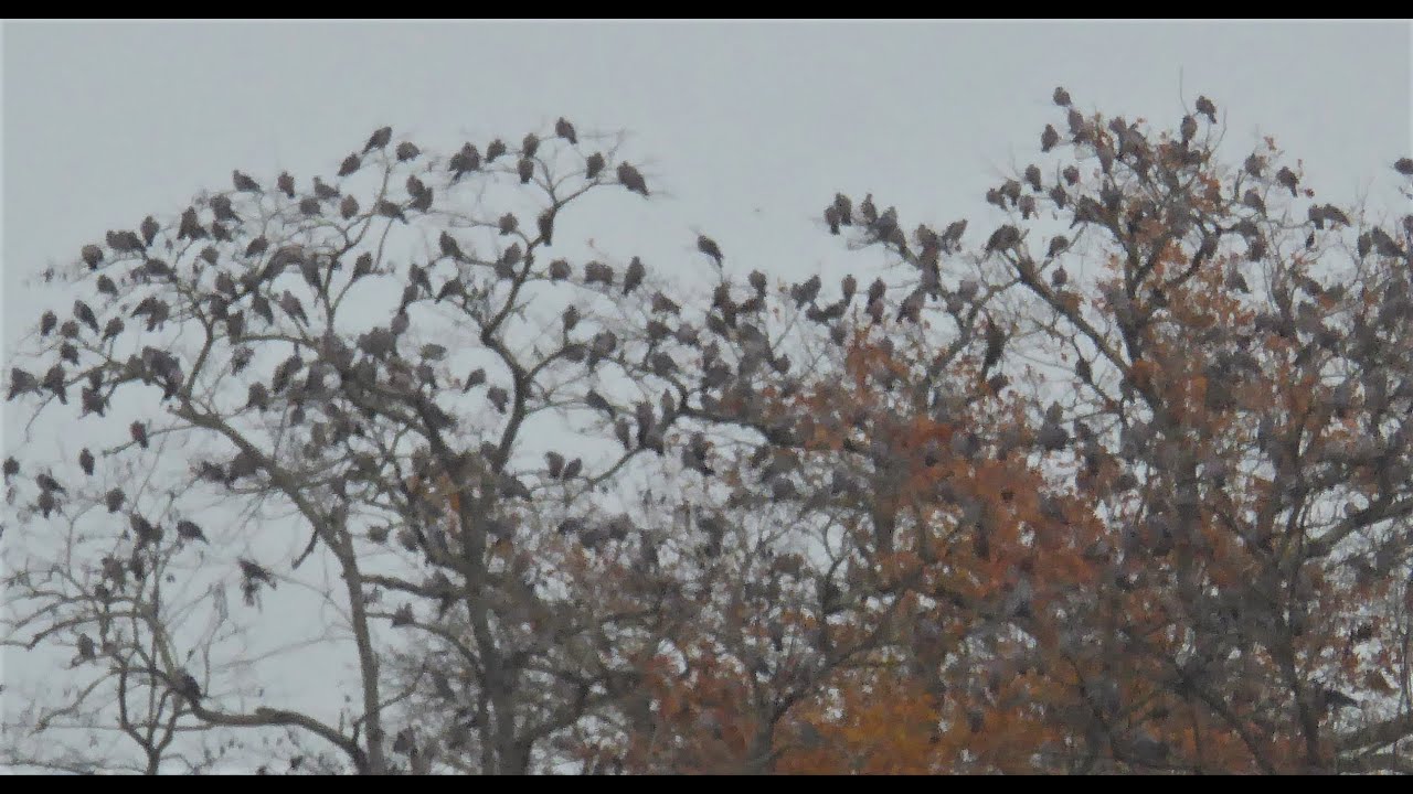 Pariot 40190 perquie migration palombes 01 décembre 2020 - YouTube