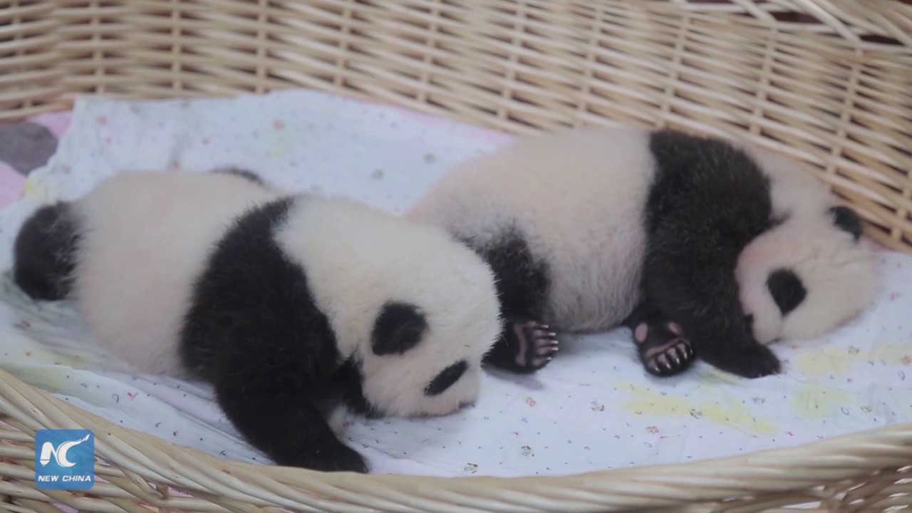 Giant panda mother and daughter die within days of each other in ...