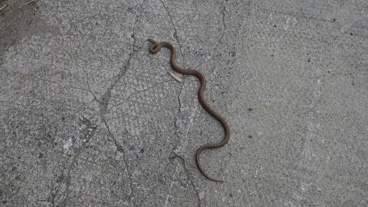 ジムグリの幼体 --- Immature of Japanese forest rat snake - YouTube