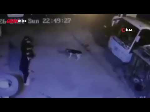 Bu sefer halay başı köpek oldu! Keyifli anlar...