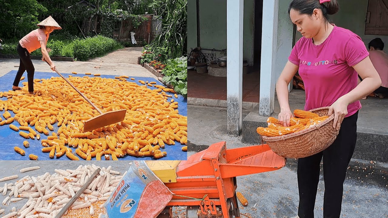 Harvest corn - Country life - YouTube