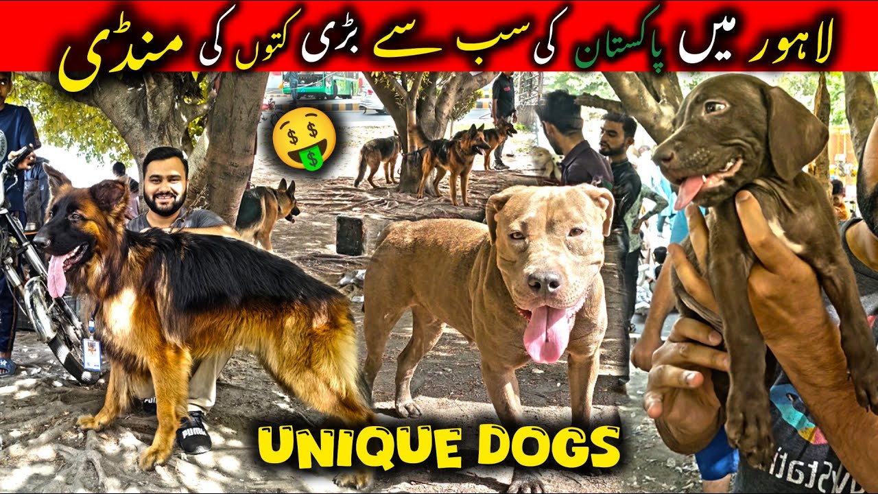 Dogs Market Lahore | Pakistan Biggest Dogs Mandi | Tollinton Market 🐶 ...