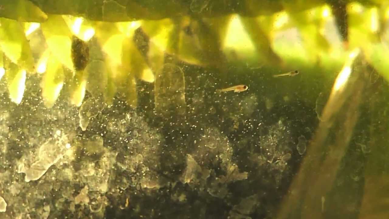 mastak~plakat betta fry feeding on infusorians. - YouTube