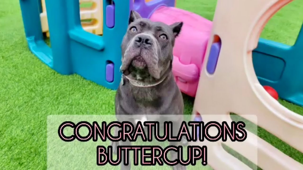 Buttercup has graduated from the Board & Train program! - YouTube