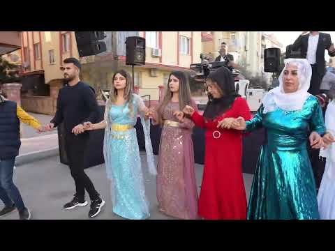 Mahsun ve nazlının düğünü segavi halayı koma roni halido şarkısı #kurdishweddingdance #dance #music