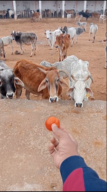 जय श्री राम 🙇🙏 ️🫶#cow #trending #viralvideo #animals #gaumata # ...
