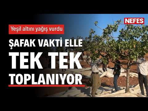Yeşil altını yağış vurdu: Şafak vakti elle tek tek toplanıyor