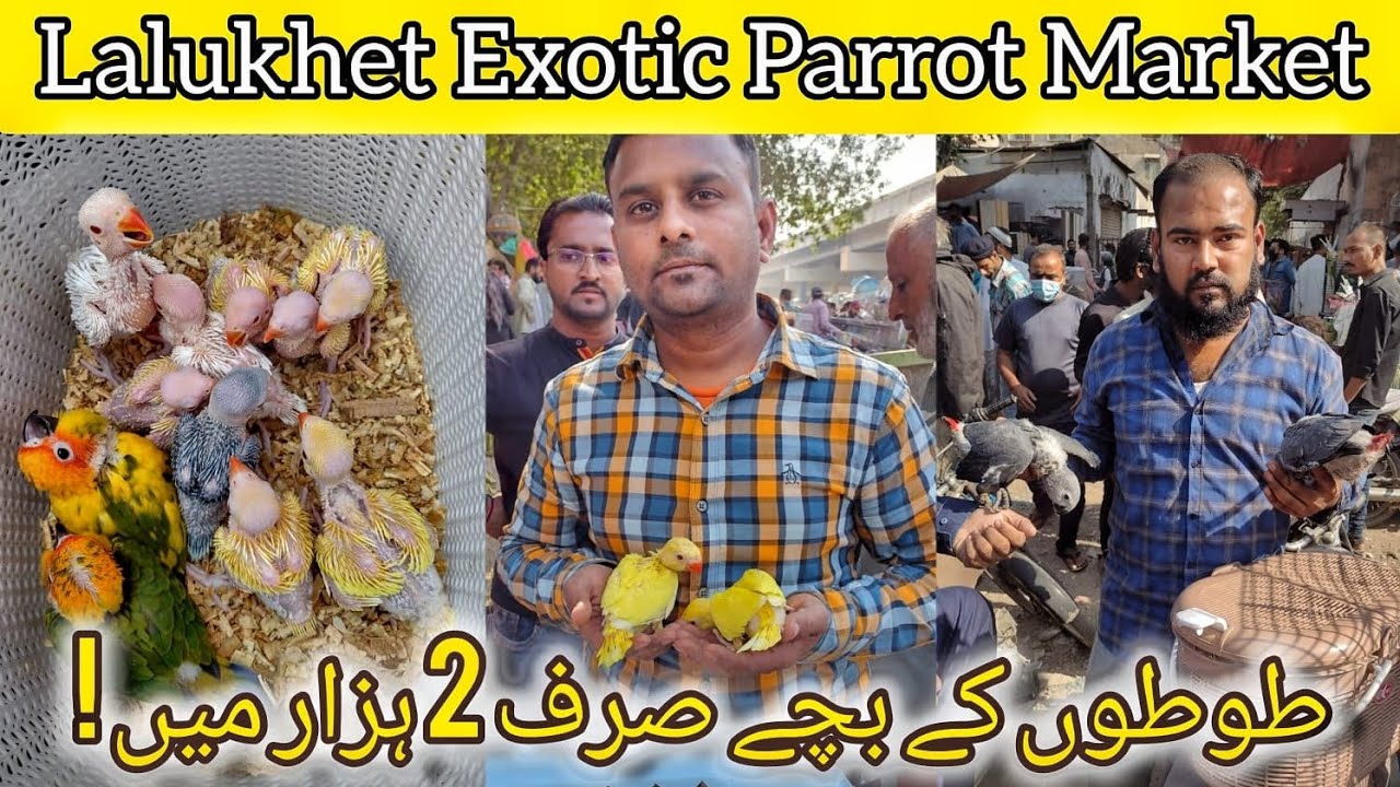 Lalukhet Exotic Parrot Market Update 1-1-2024 | Rare and Unique birds ...