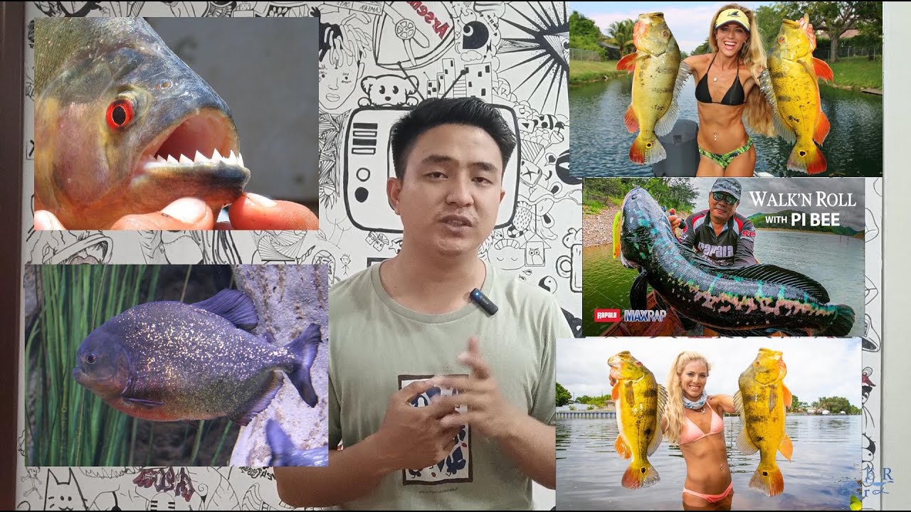Ban fishes in Myanmar. - YouTube