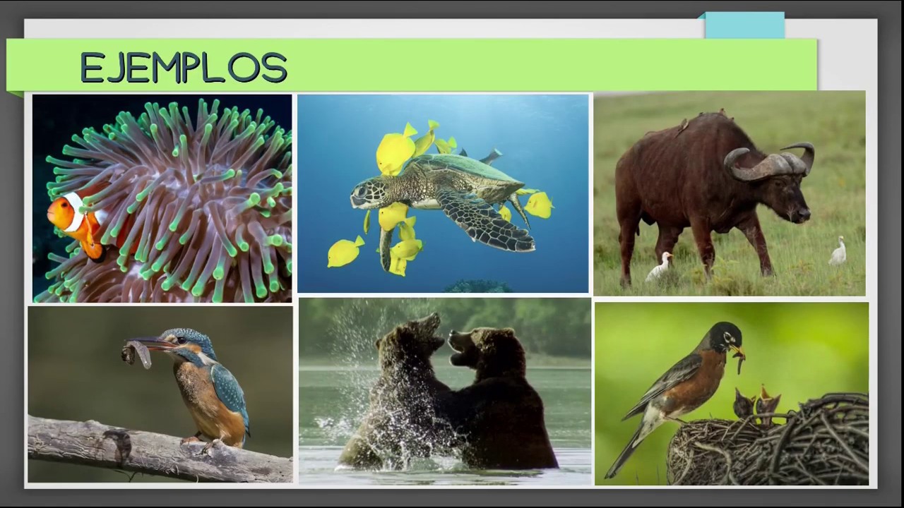 Interacciones Ecológicas: Clave Para La Biodiversidad – PGULX