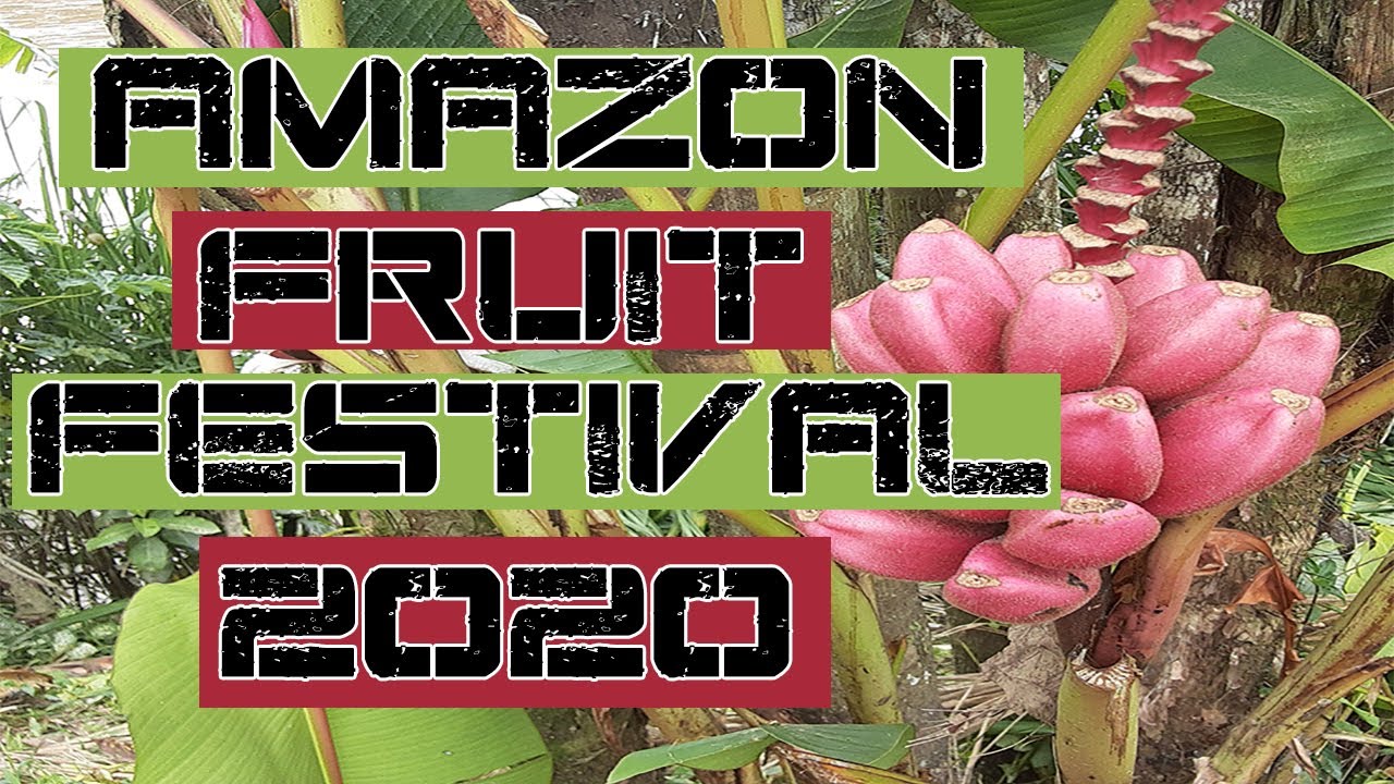 Amazon Fruit Festival 2020 | Fruit Party in the Jungle. Join us in ...