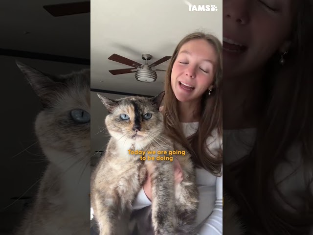 College Student Comes Home to Help Her Cat Lose Weight | The Dodo ...