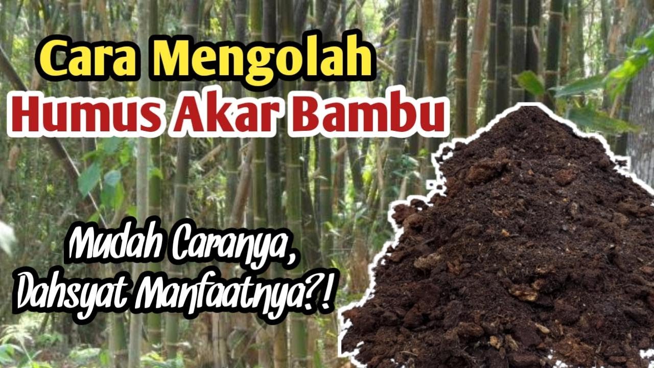 CARA MENGOLAH HUMUS AKAR BAMBU, MUDAH CARANYA, DAHSYAT MANFAATNYA⁉️ ...