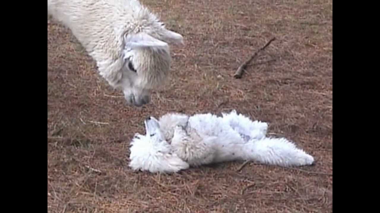Poodle puppy playing with alpacas - YouTube