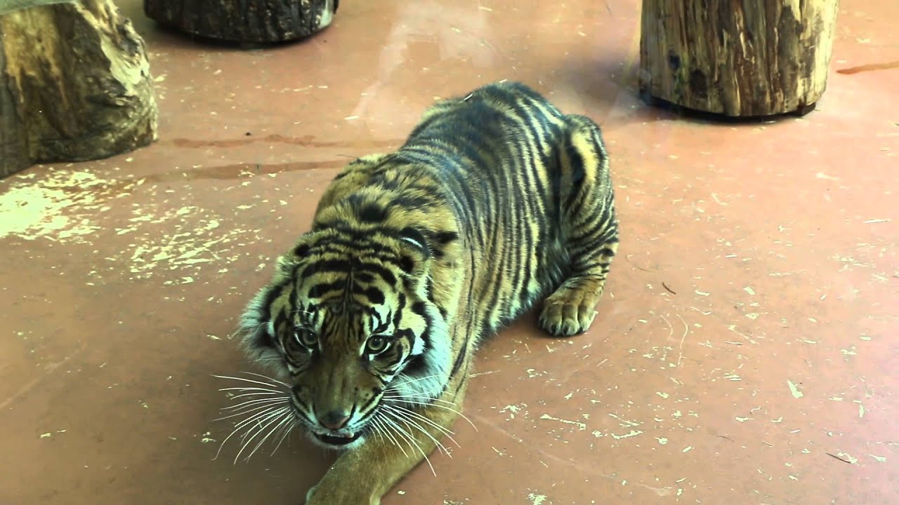 Tiger Attack Point Defiance Zoo Tacoma WA - YouTube