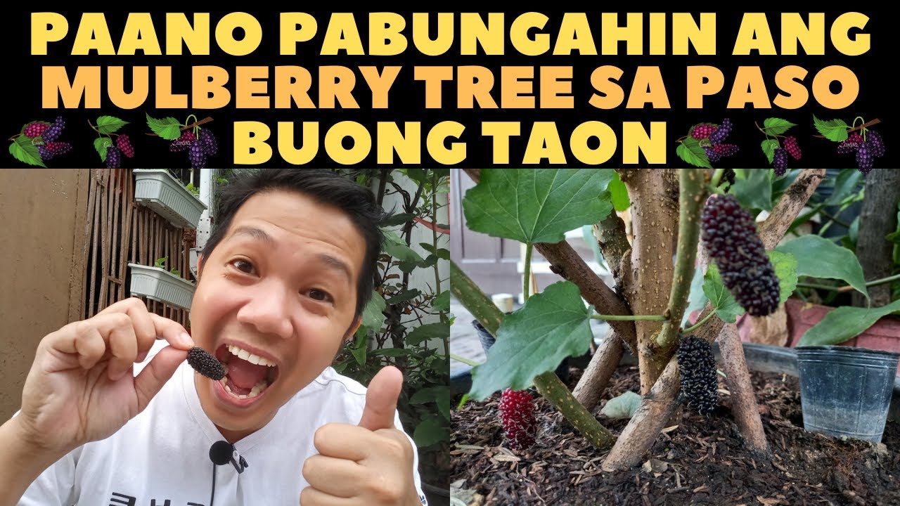 🔴 SEKRETO KUNG PAANO PABUNGAHIN ANG MULBERRY TREE SA PASO BUONG TAON ...