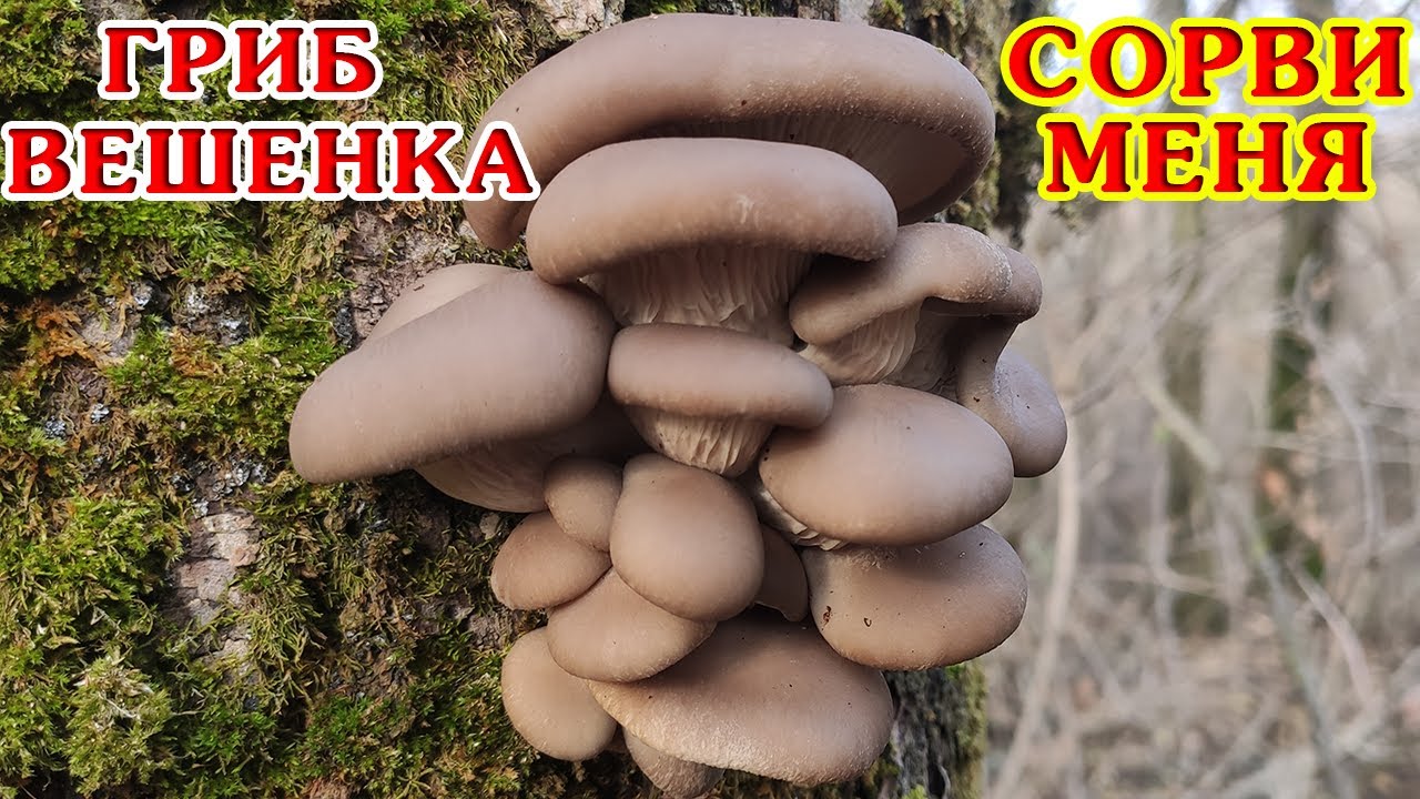 7 килограмм грибов ВЕШЕНКИ обыкновенной за 30 минут! Рядом с домом ...
