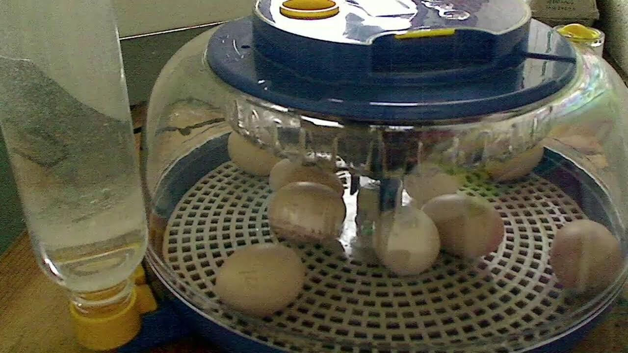Eggs Hatching - YouTube
