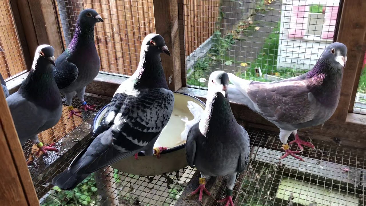 Racing pigeons with babies! Last young birds of the year from my One ...