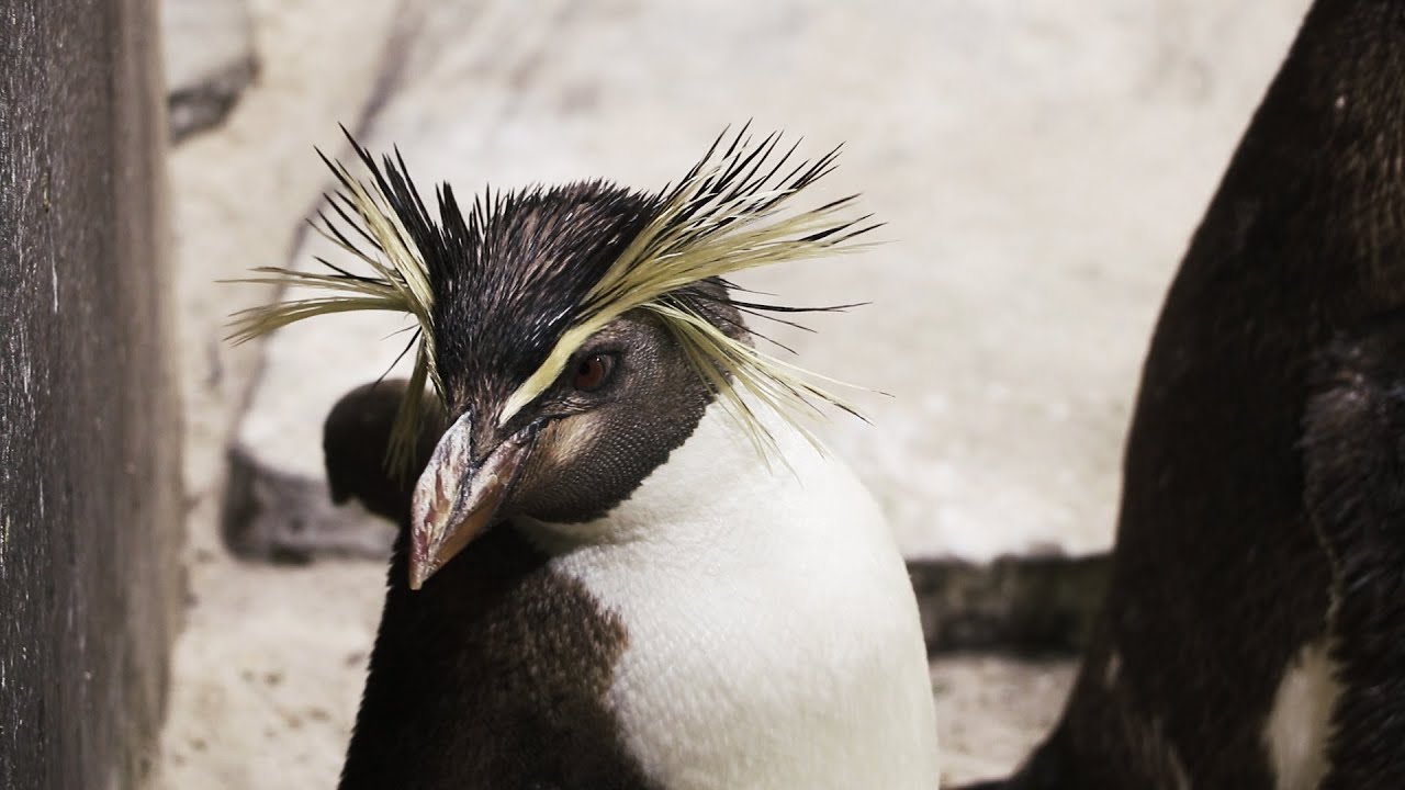 Penguins caught in fishing nets, malnourished & thrown overboard find ...