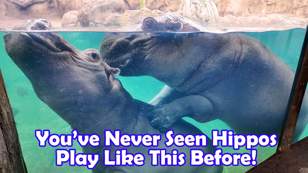 Fritz & Fiona: The Ultimate Hippo Sibling Splashdown! - YouTube