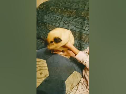 Ути какой 😍😍😍 - YouTube