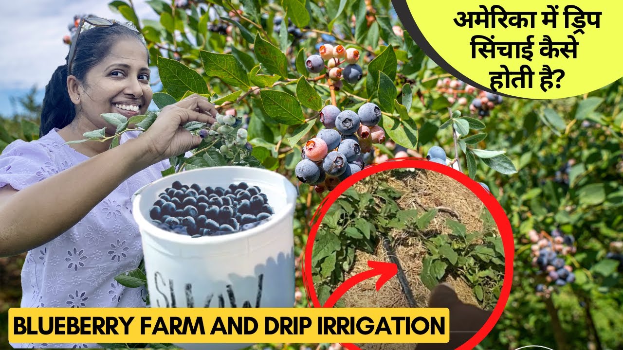 Awesome Blueberry Farm with Drip Line Irrigation | अमेरिका में ब्लूबेरी ...