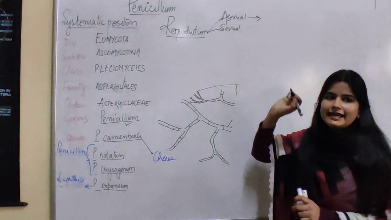 Penicillium vegetative structure and asexual reproduction - YouTube