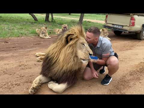 Pamper day for George the lion 🦁