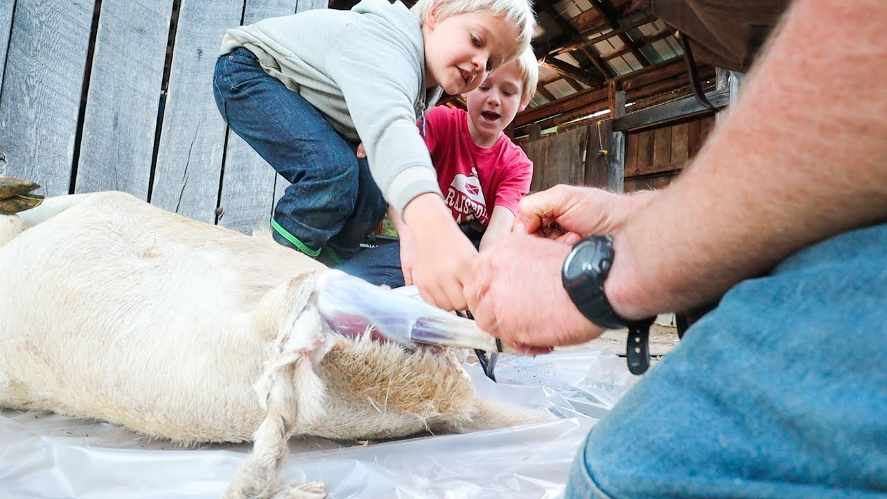 Sheep Butchering Mishap Couldn’t Stop Us - YouTube