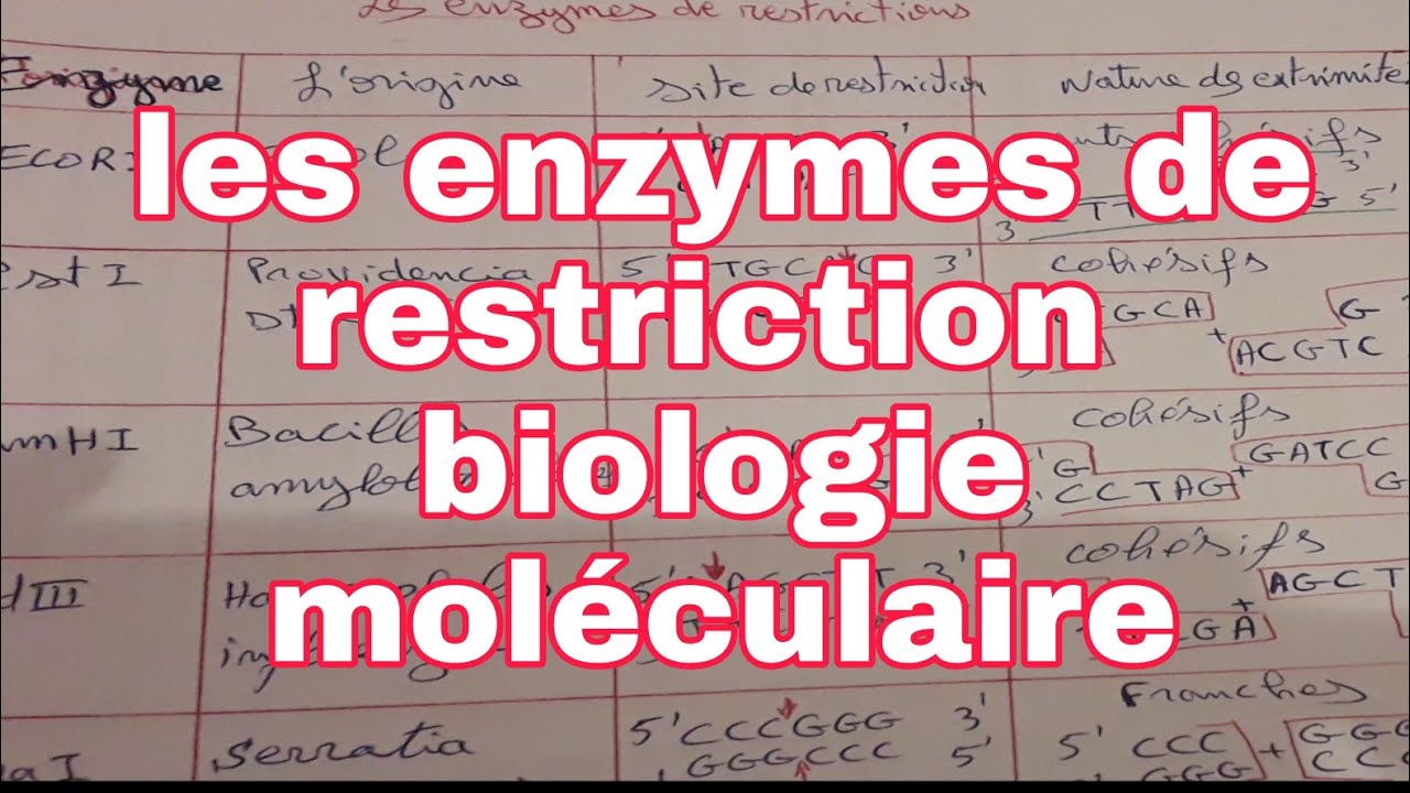 les enzymes de restriction partie 2 biologie moléculaire s5 - YouTube les enzymes de restriction partie 2 biologie moléculaire s5 - YouTube