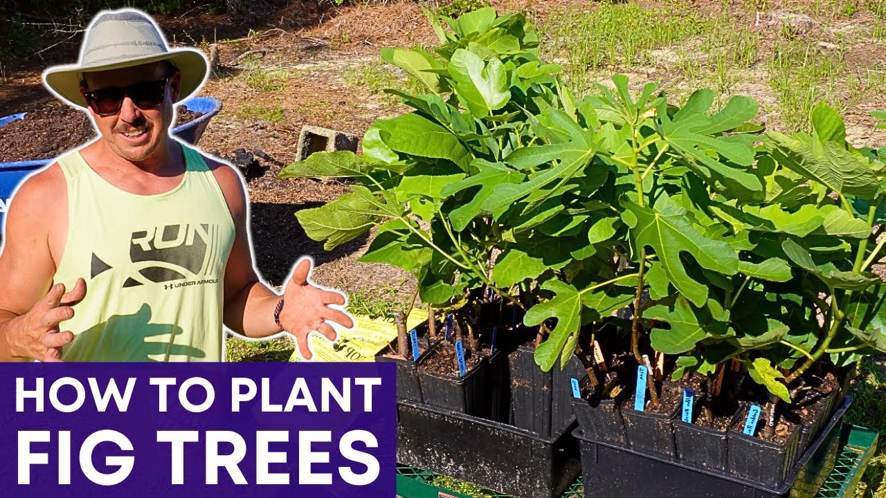 Fig Tree Planting: Step-by-Step Guide - YouTube