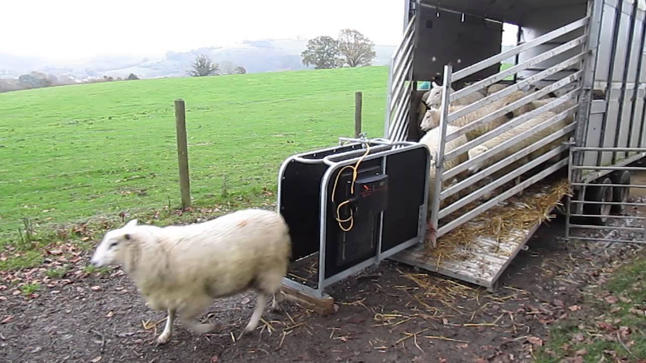 Race reader Gallagher for sheep - YouTube